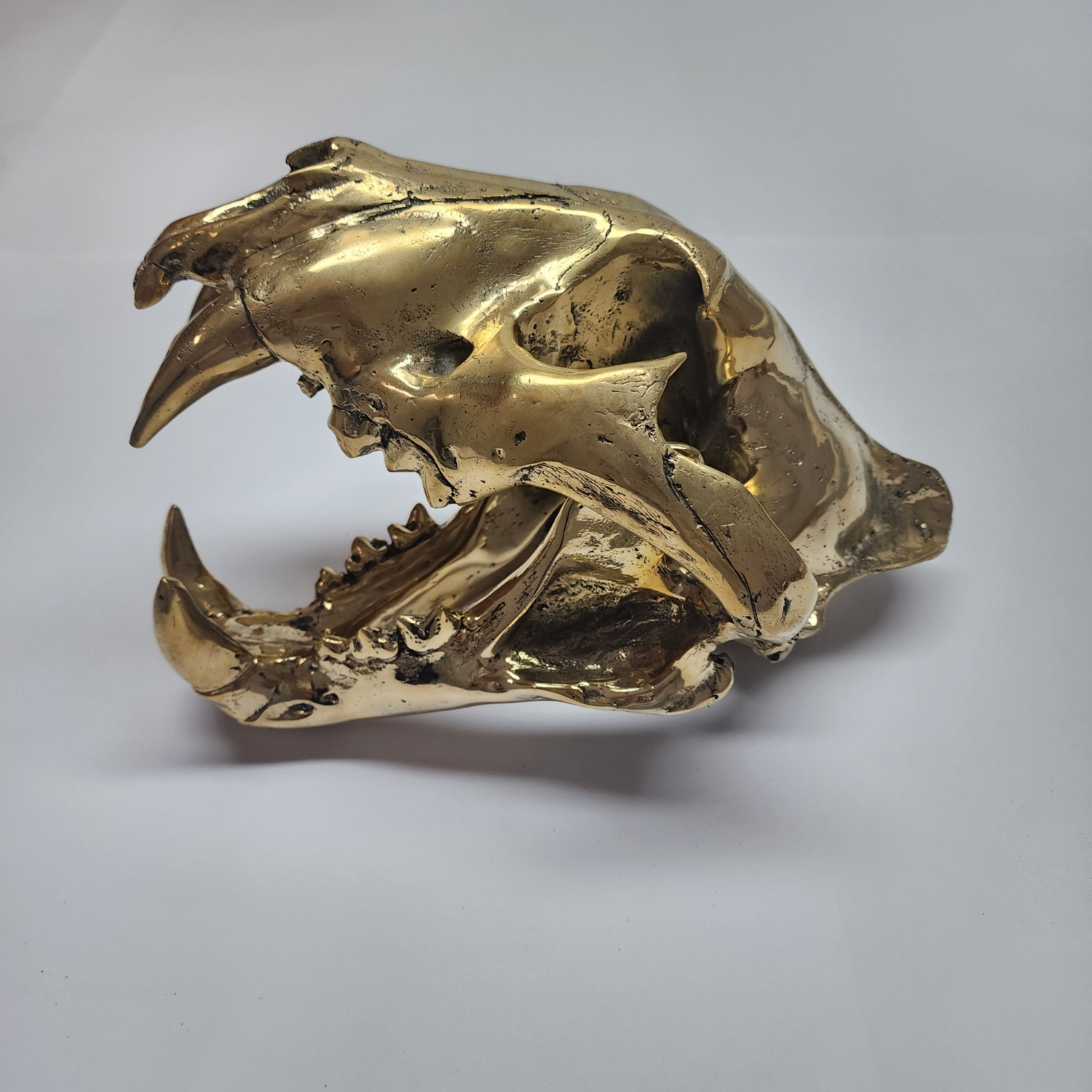 Brass Saber Tooth Tiger Head Skull Decor Statue 33cm Long Jaw Teeth ...